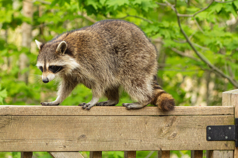 DOH-Marion Issues Rabies Alert - Florida Department of Health in Marion ...